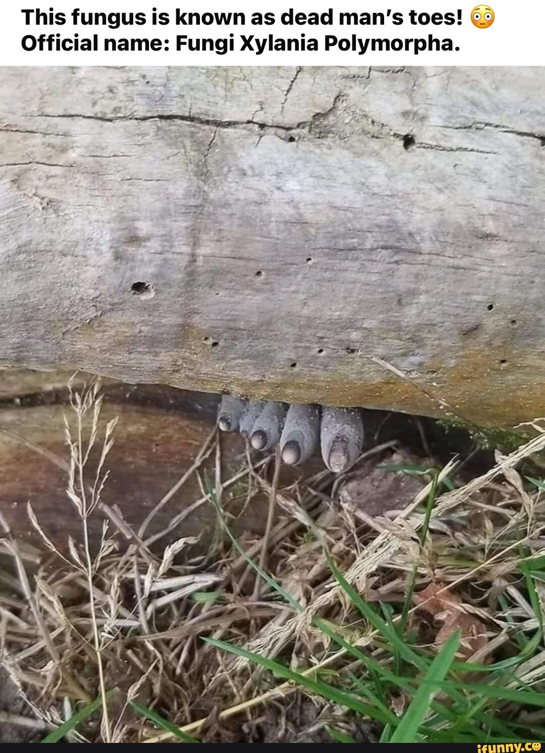 Fungi memes. Best Collection of funny Fungi pictures on iFunny