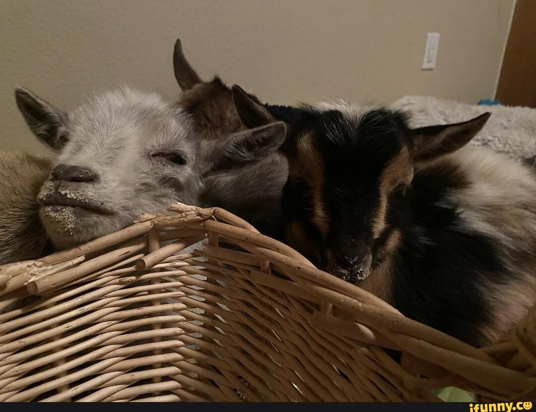 Emotional_support_animal memes. Best Collection of funny Emotional ...