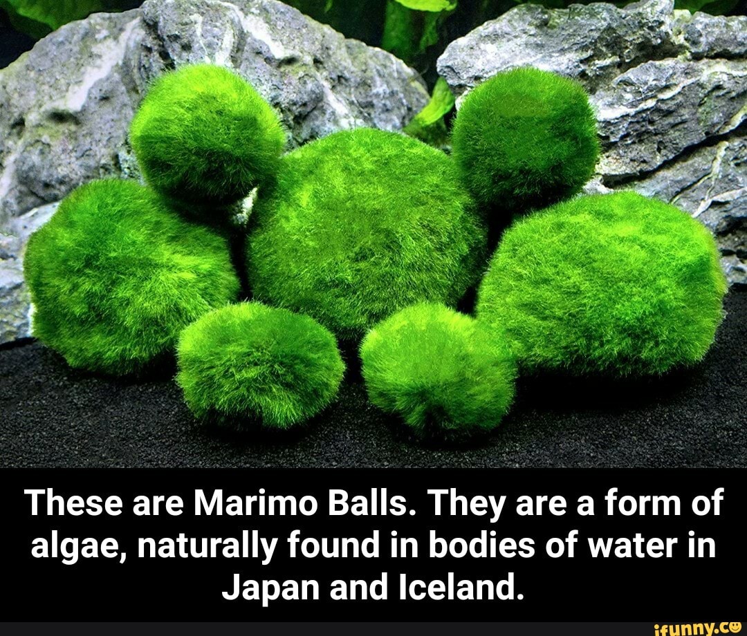 Marimo memes. Best Collection of funny Marimo pictures on iFunny