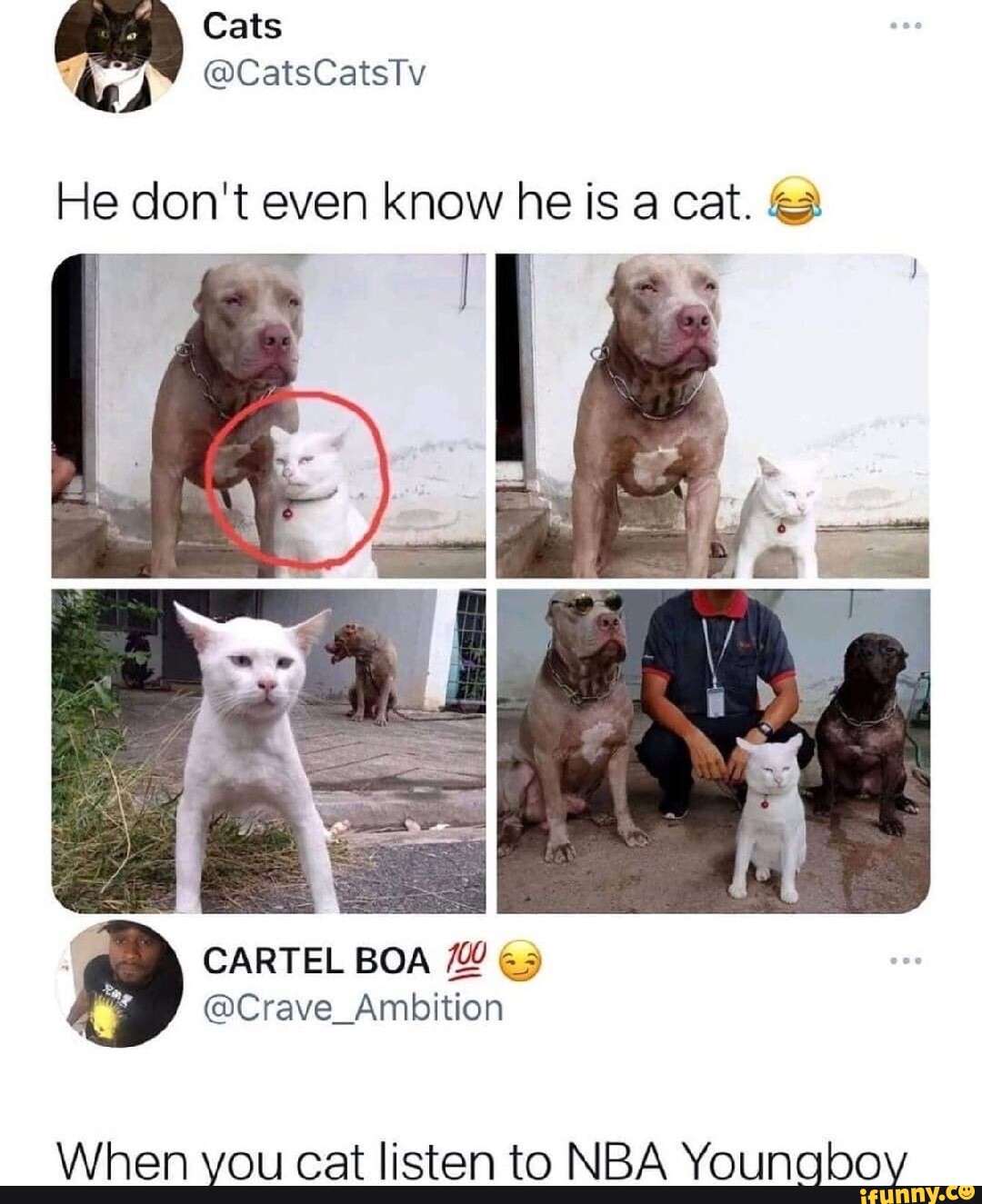 Cats @CatsCatsTv He don't even know he is cat. CARTEL BOA @Crave ...