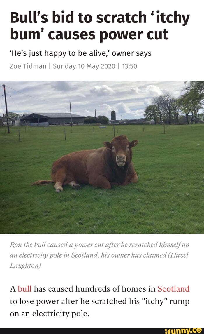 Bull's bid to scratch 'itchy bum' causes power cut 'He's just happy to ...