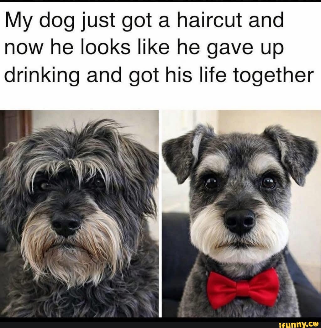 My dog just got a haircut and now he looks like he gave up drinking and ...