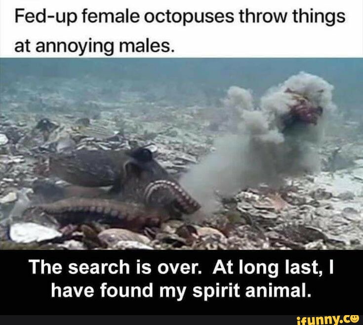 Fed-up female octopuses throw things at annoying males. The search is ...