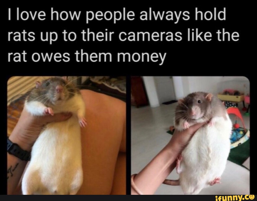 I love how people always hold rats up to their cameras like the rat ...