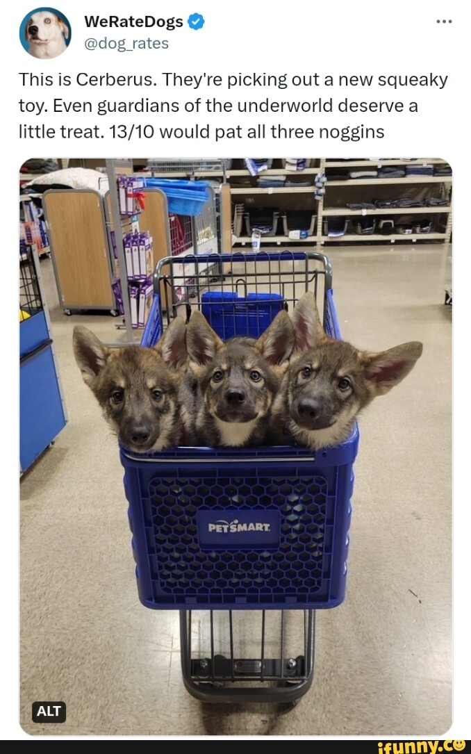 Cerberus memes. Best Collection of funny Cerberus pictures on iFunny