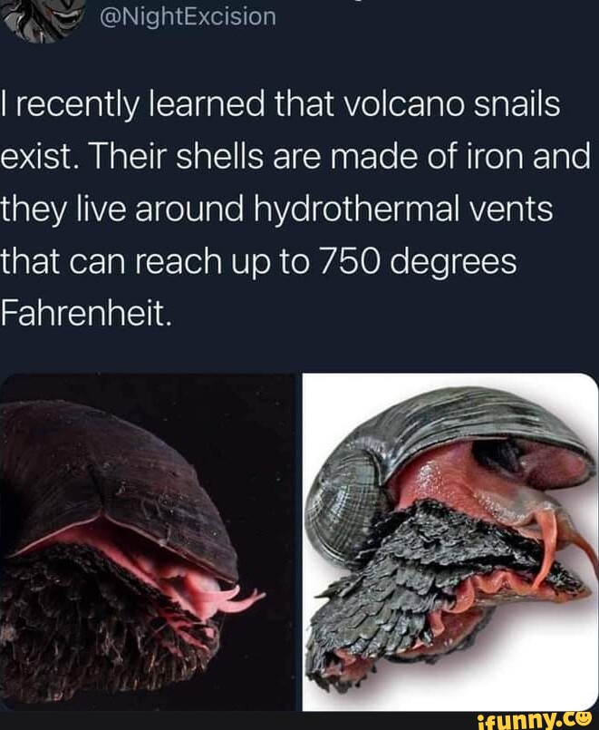 Snails memes. Best Collection of funny Snails pictures on iFunny