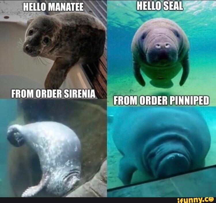 HELLO MANATEE HELLO SEAL FROM ORDER SIRENIA FROM ORDER PINNIPED - iFunny