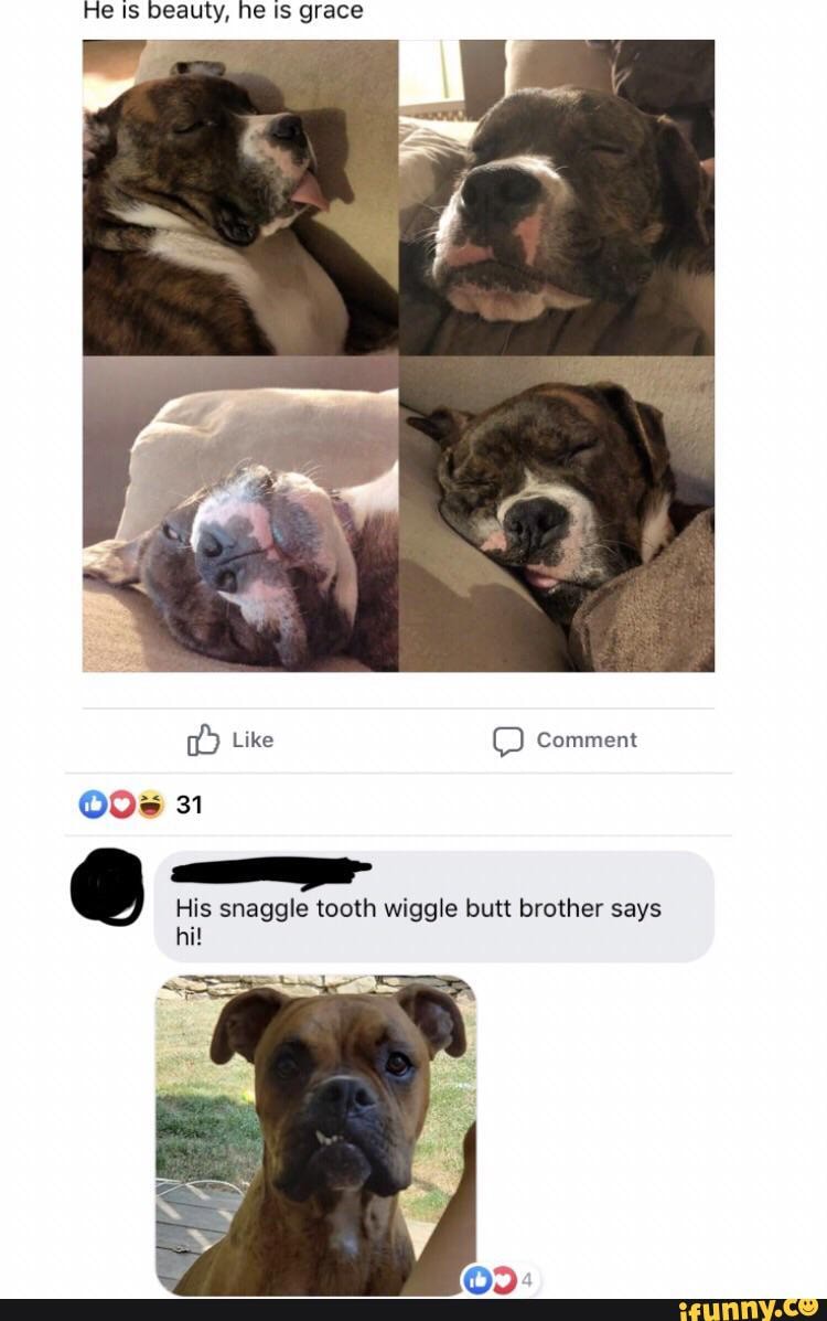 Snaggle memes. Best Collection of funny Snaggle pictures on iFunny