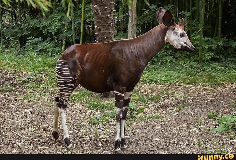 Okapi memes. Best Collection of funny Okapi pictures on iFunny