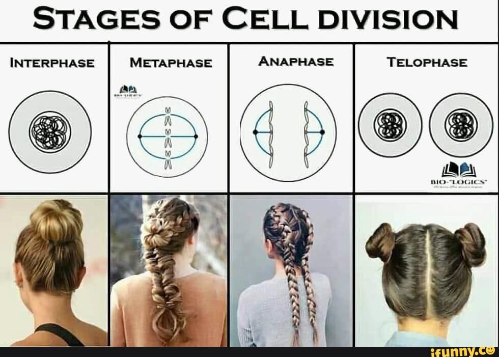 Interphase memes. Best Collection of funny Interphase pictures on iFunny