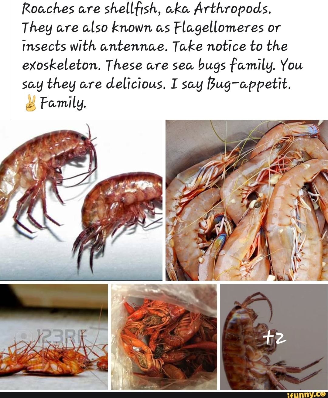 Roaches are shellfish, aka Arthropods. They are also known as ...