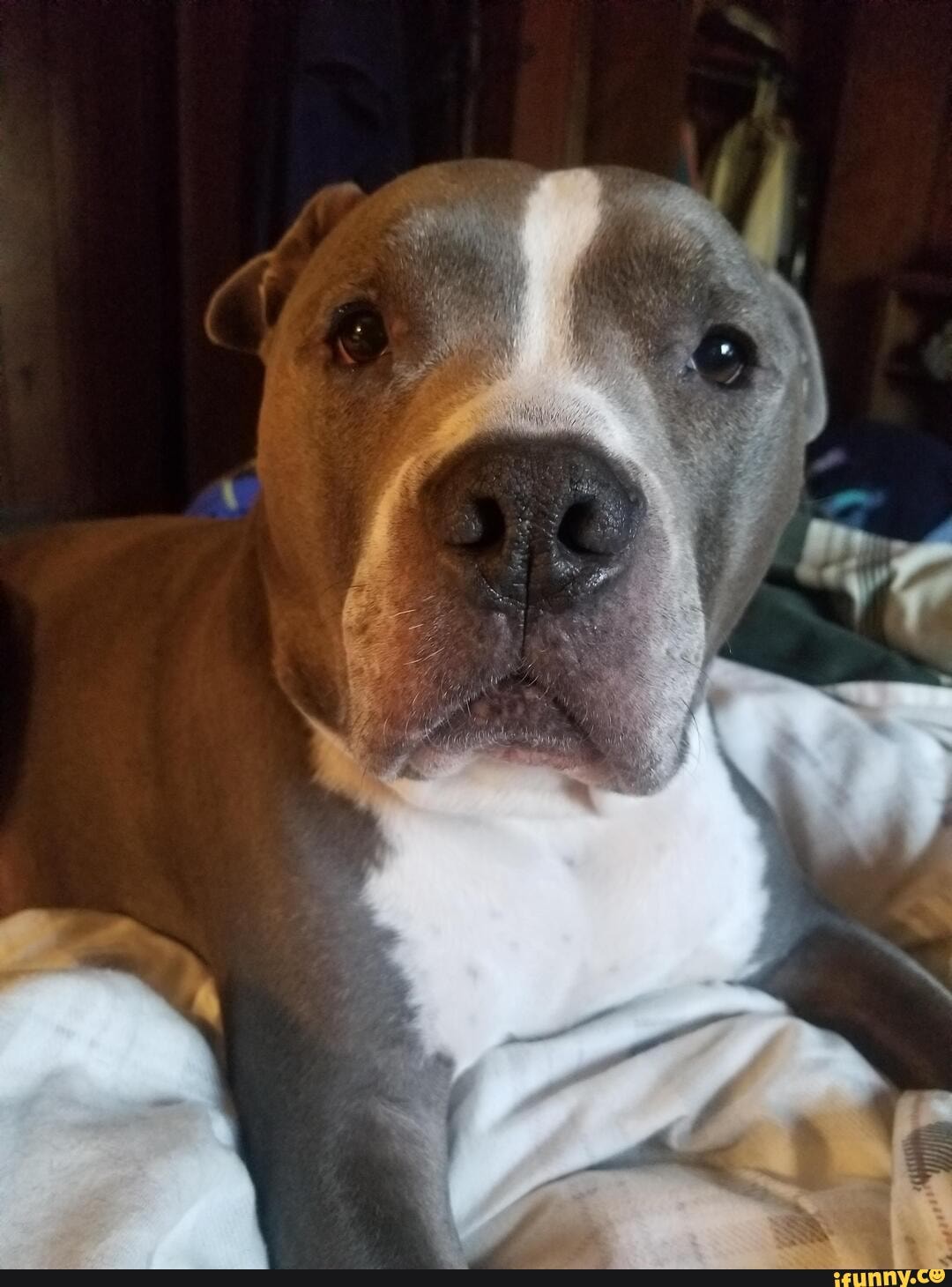 Boop_the_snoot memes. Best Collection of funny Boop_the_snoot pictures ...