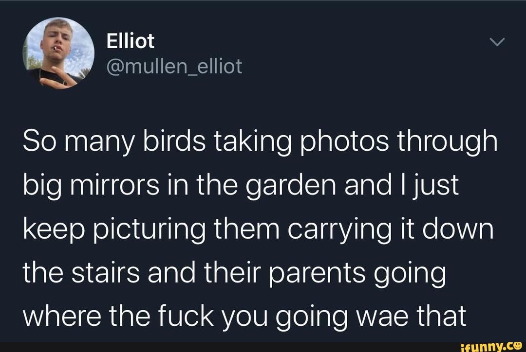Elliot @mullen_elliot So many birds taking photos through big mirrors ...