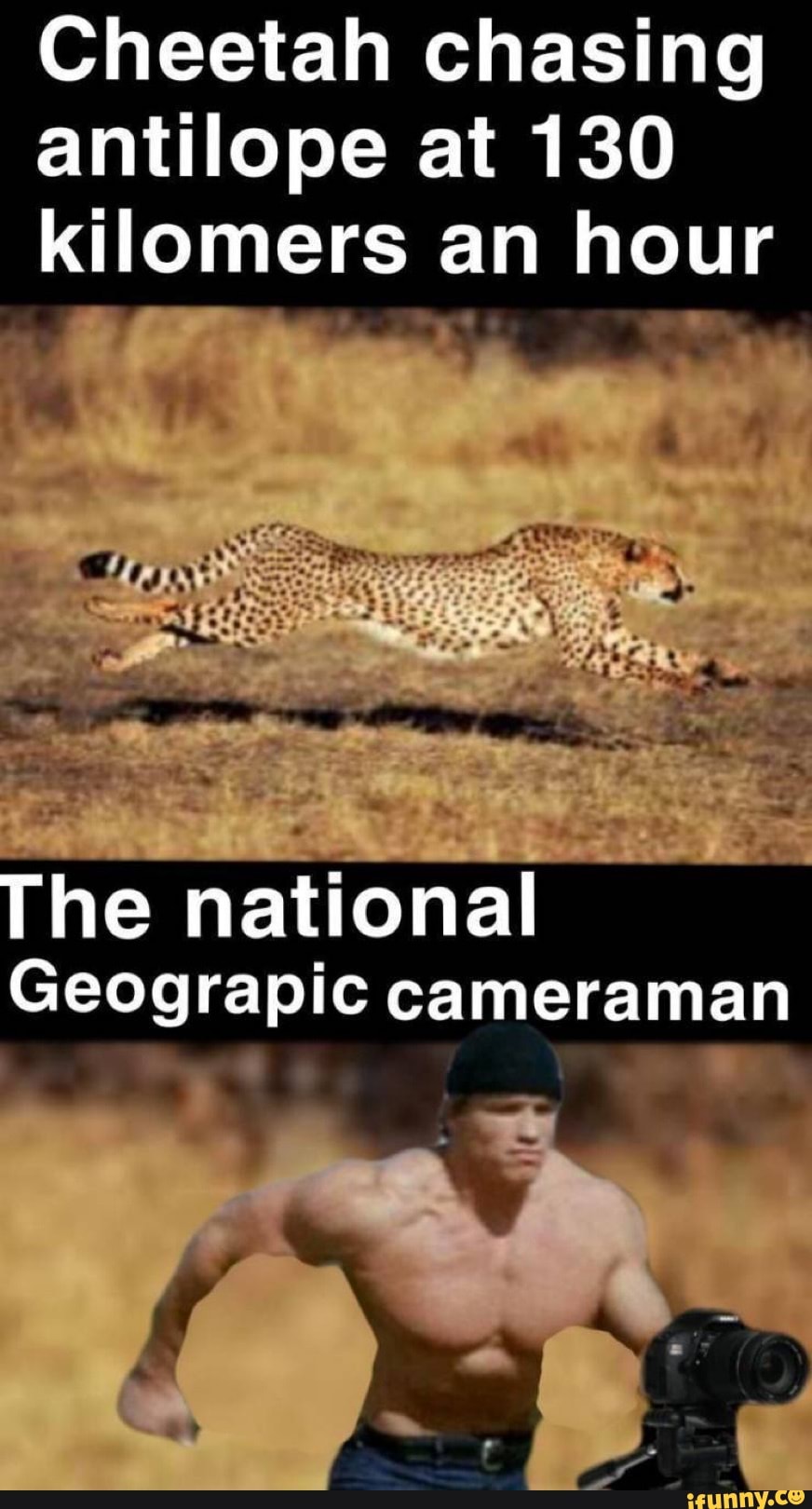 Cheetah chasing antilope at 130 kilomers an hour The national Geograpic ...