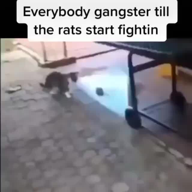 Everybody gangster till the rats start fightin - )