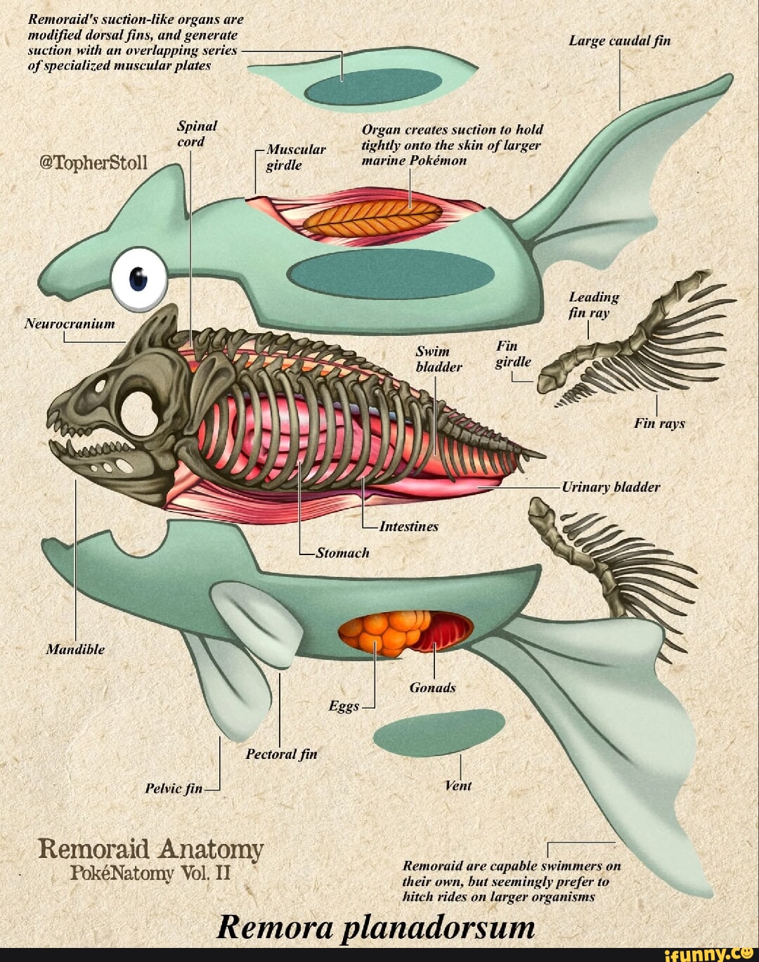 Remoraid's suction-like organs are modified dorsal fins, and generate ...