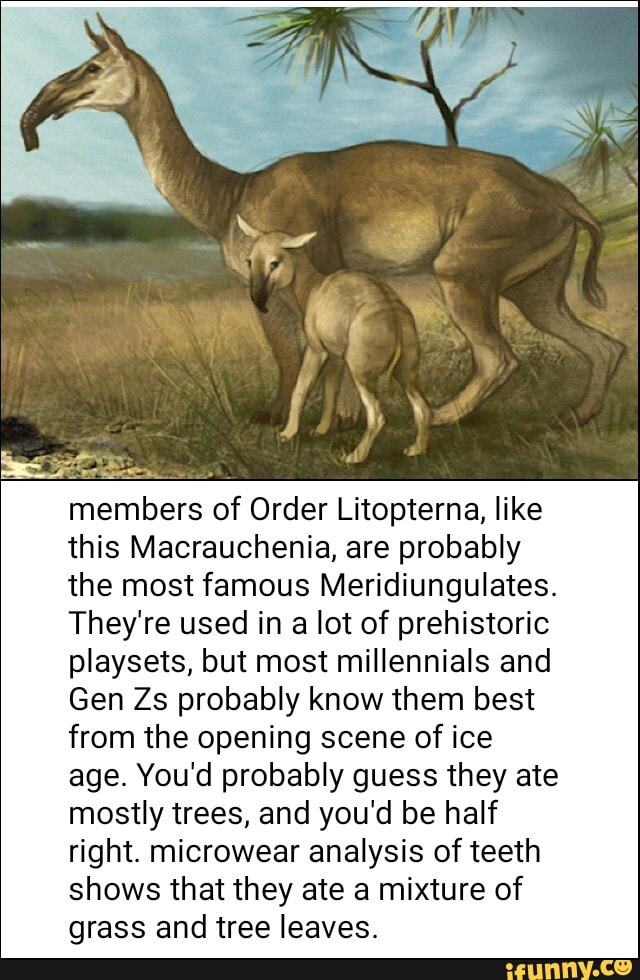Members of Order Litopterna, like this Macrauchenia, are probably the ...