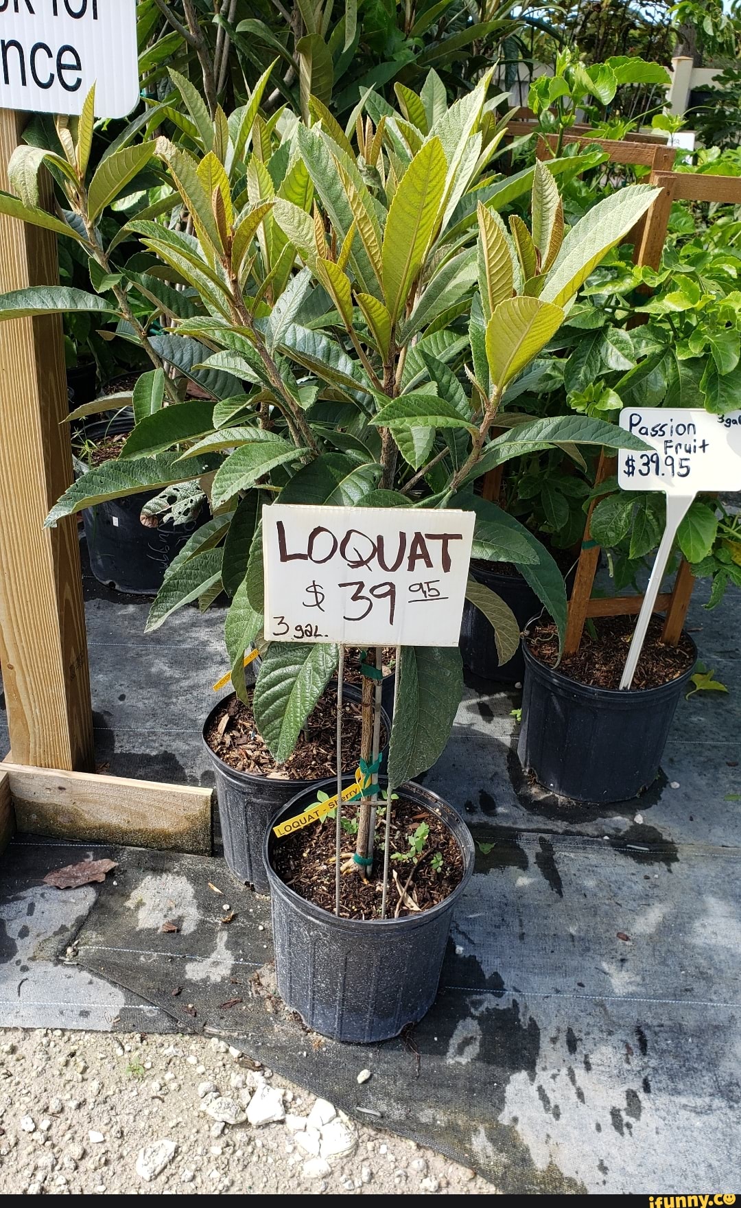 Loquat memes. Best Collection of funny Loquat pictures on iFunny