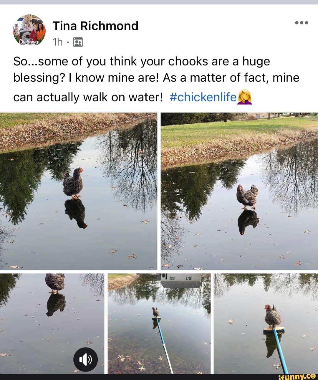 Chooks memes. Best Collection of funny Chooks pictures on iFunny