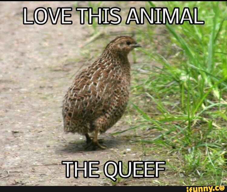 Queef memes. Best Collection of funny Queef pictures on iFunny