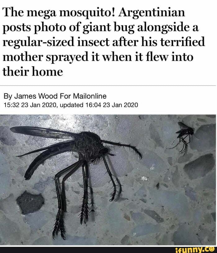 The mega mosquito! Argentinian posts photo of giant bug alongside a regular-sized insect after ...