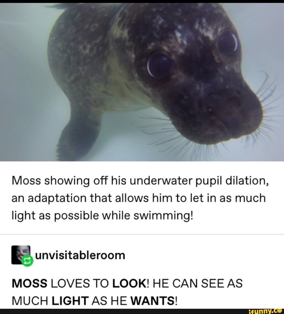 Moss showing off his underwater pupil dilation, an adaptation that ...