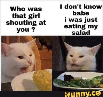 Cat_at_table memes. Best Collection of funny Cat_at_table pictures on ...