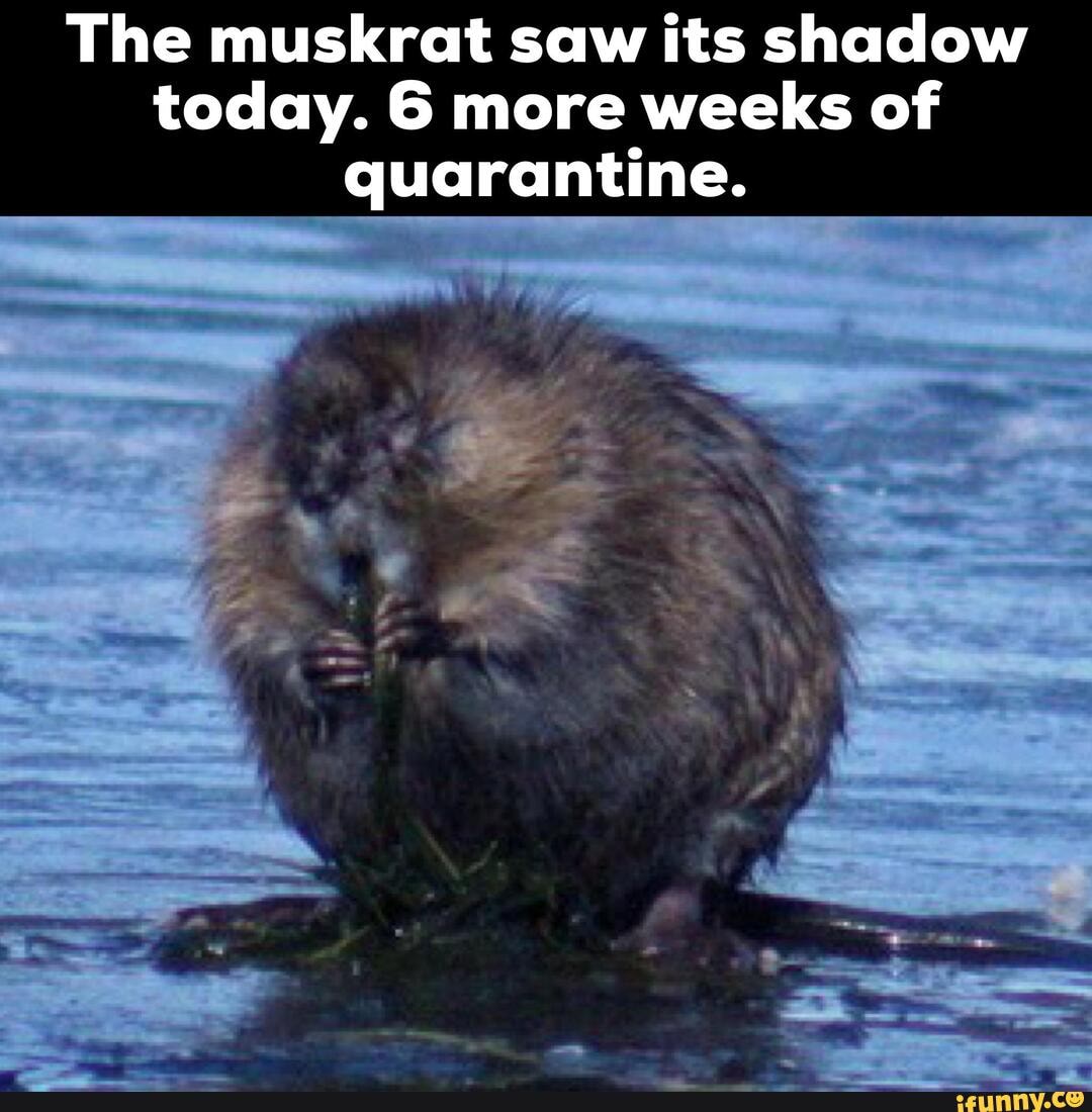 The muskrat saw its shadow today. 6 more weeks of quarantine. - iFunny