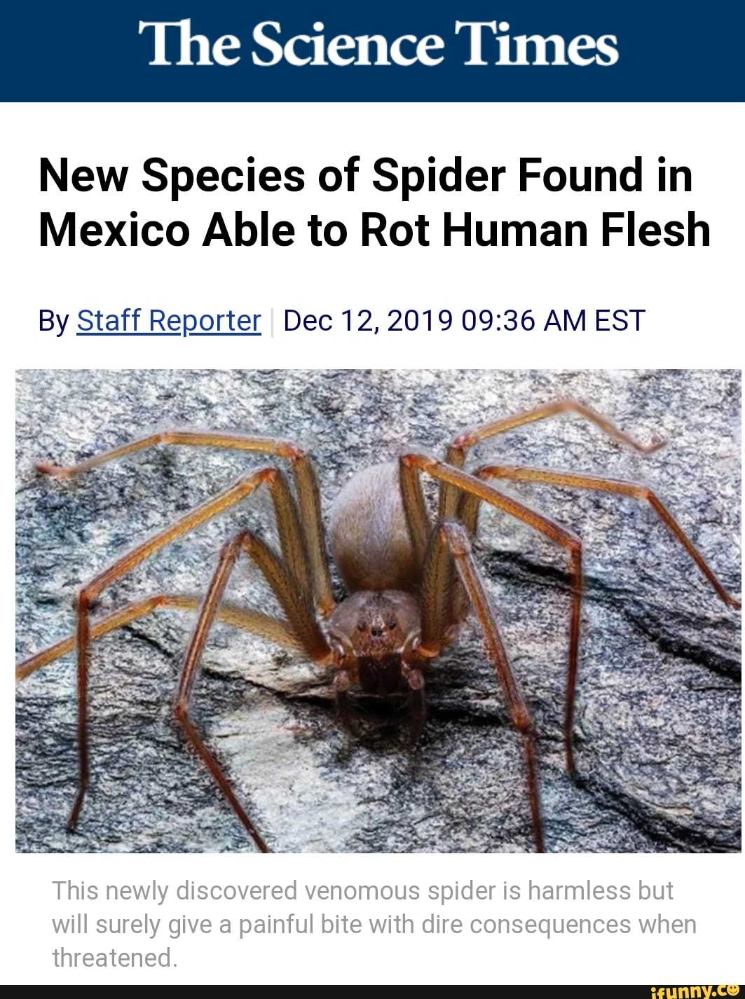 The Science Times New Species of Spider Found in Mexico Able to Rot ...