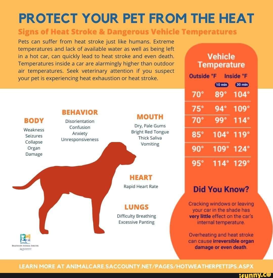 PROTECT YOUR PET FROM THE HEAT Signs of Heat Stroke Dangerous Vehicle ...