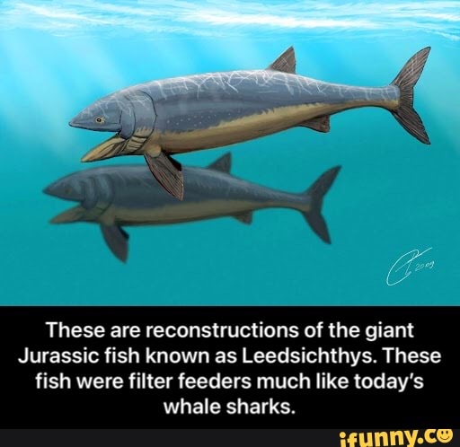 Leedsichthys Comparison