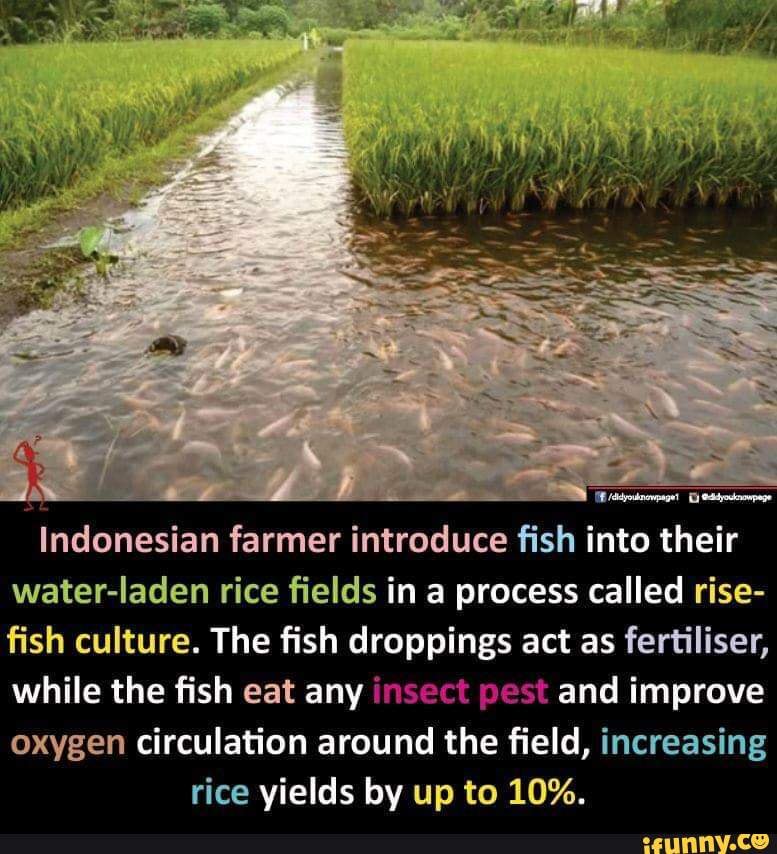 Indonesian farmer introduce fish into their water-laden rice fields in ...