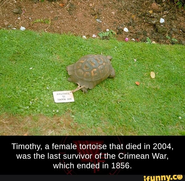 Timothy, a female tortoise that died in 2004, was the last survivor of ...