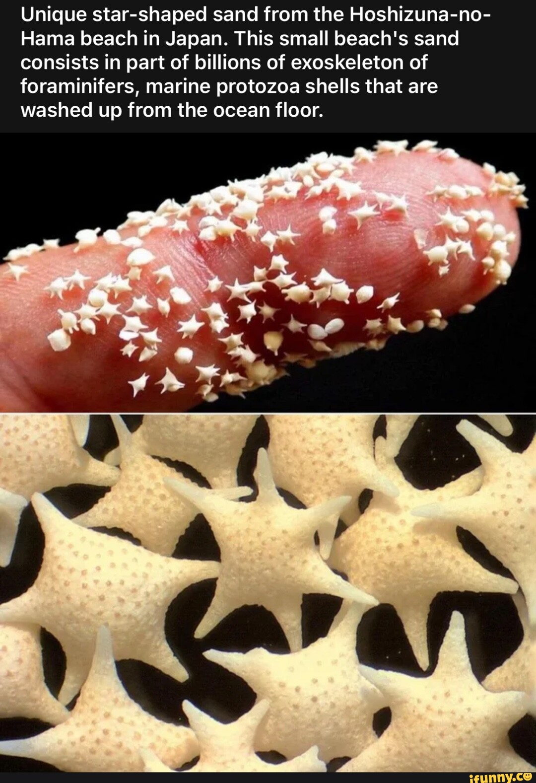 Unique star-shaped sand from the Hoshizuna-no- Hama beach in Japan ...