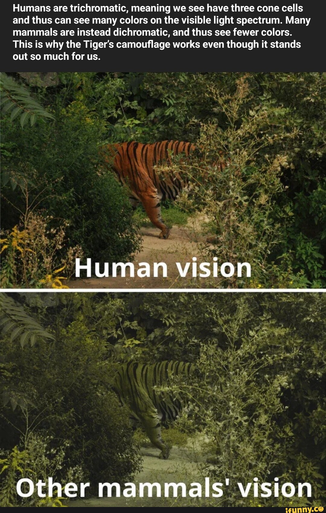 Humans are trichromatic, meaning we see have three cone cells and thus ...