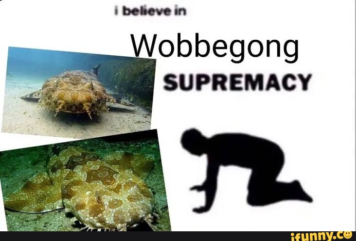 Wobbegong memes. Best Collection of funny Wobbegong pictures on iFunny