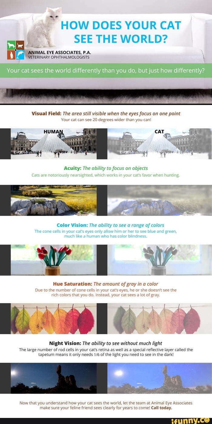 HOW DOES YOUR CAT SEE THE WORLD? ur cat sees the world differently than ...