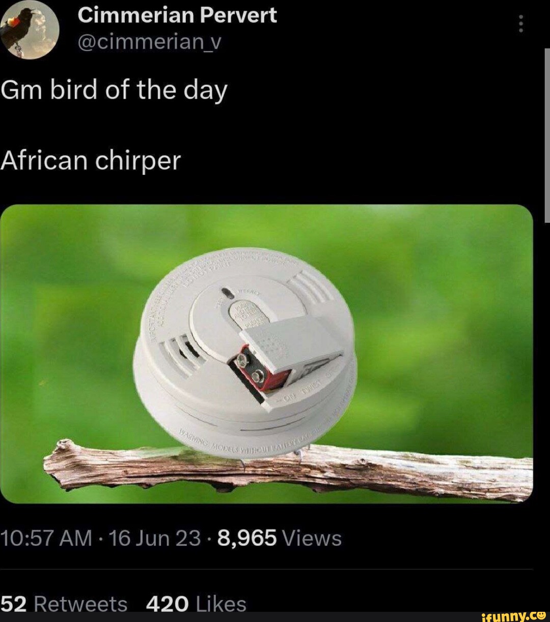 Cimmerian Pervert & @cimmerian_y Gm bird of the day African chirper AM ...