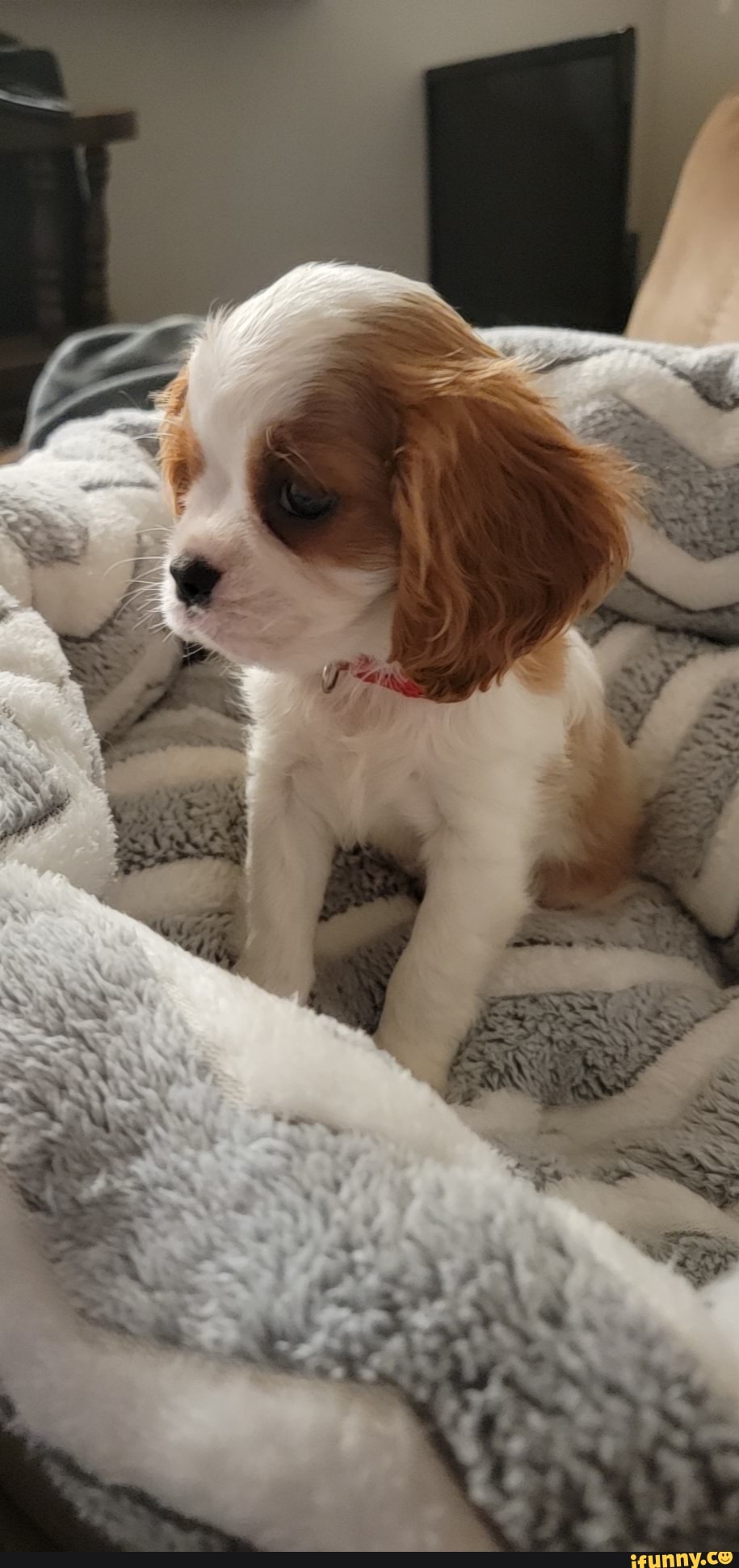 Cavalier_king_charles_spaniel memes. Best Collection of funny Cavalier ...