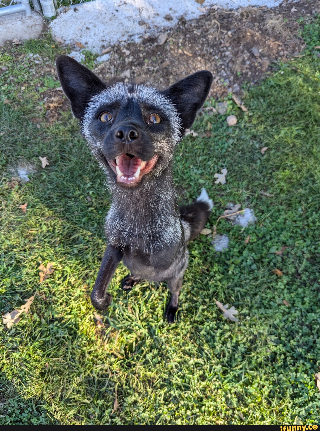 Tfm_cerberus memes. Best Collection of funny Tfm_cerberus pictures on ...