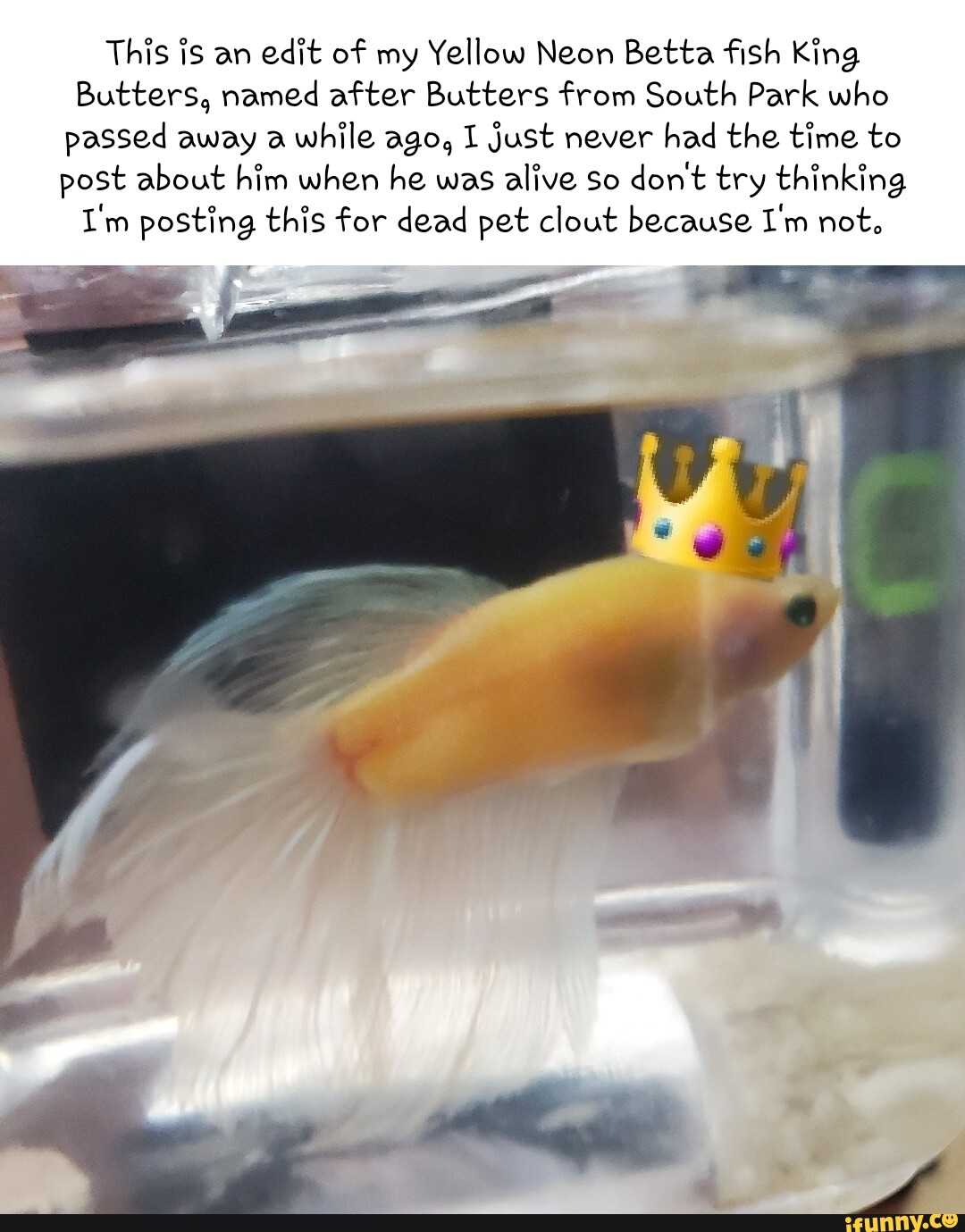 Dead Betta Fish Memes Betta Fish Are Too Funny