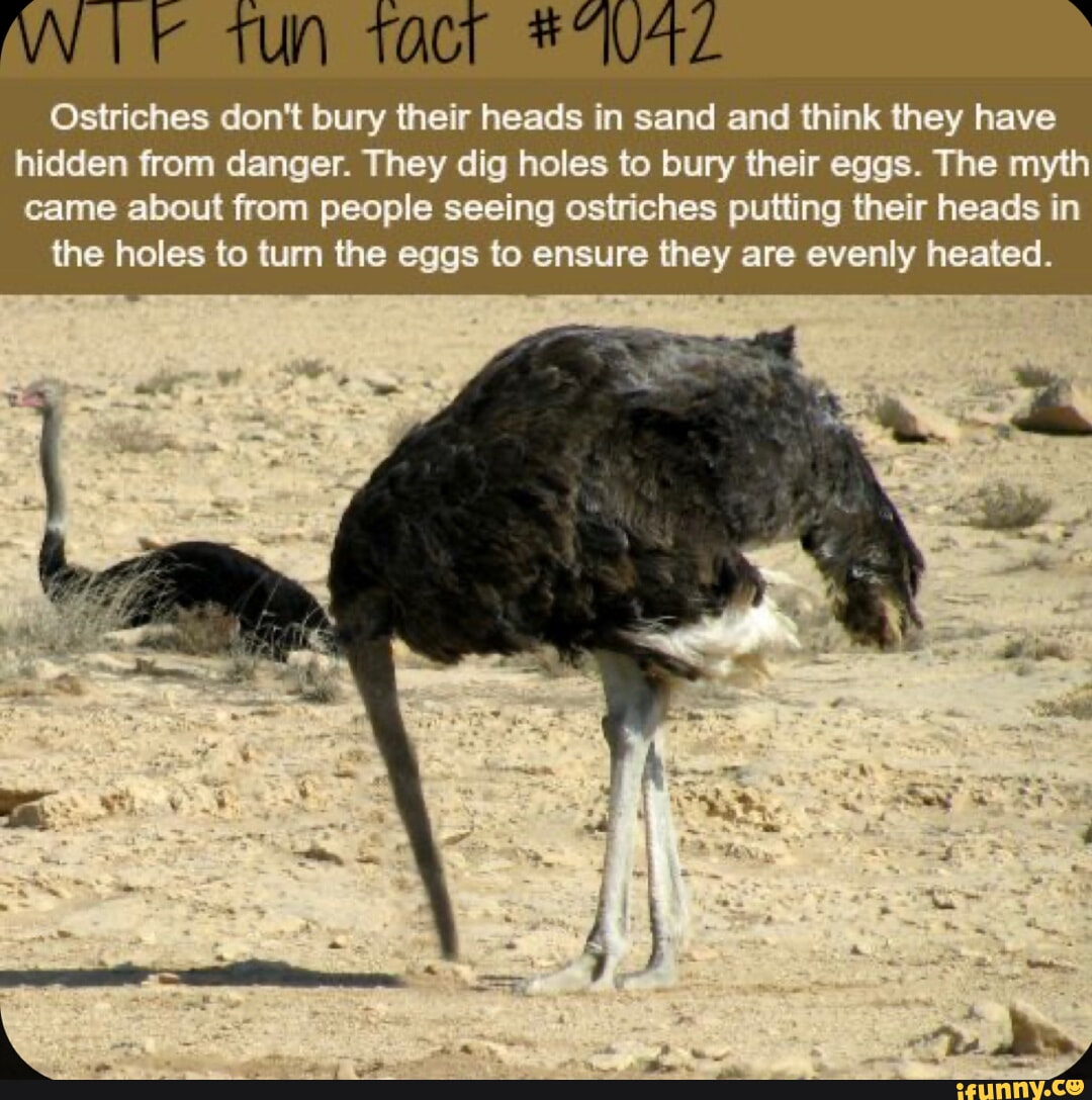 AN TUN Ostriches don't bury their heads in sand and think they have ...