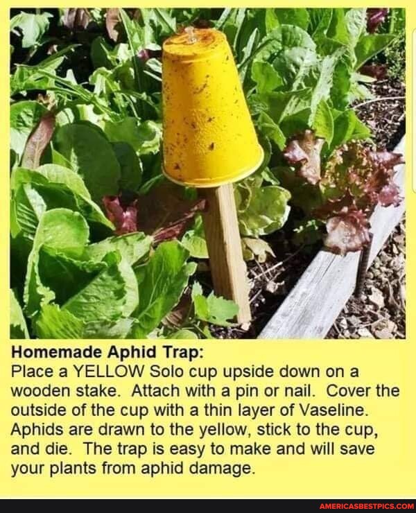 Homemade Aphid Trap: Place a YELLOW Solo cup upside down on a wooden ...