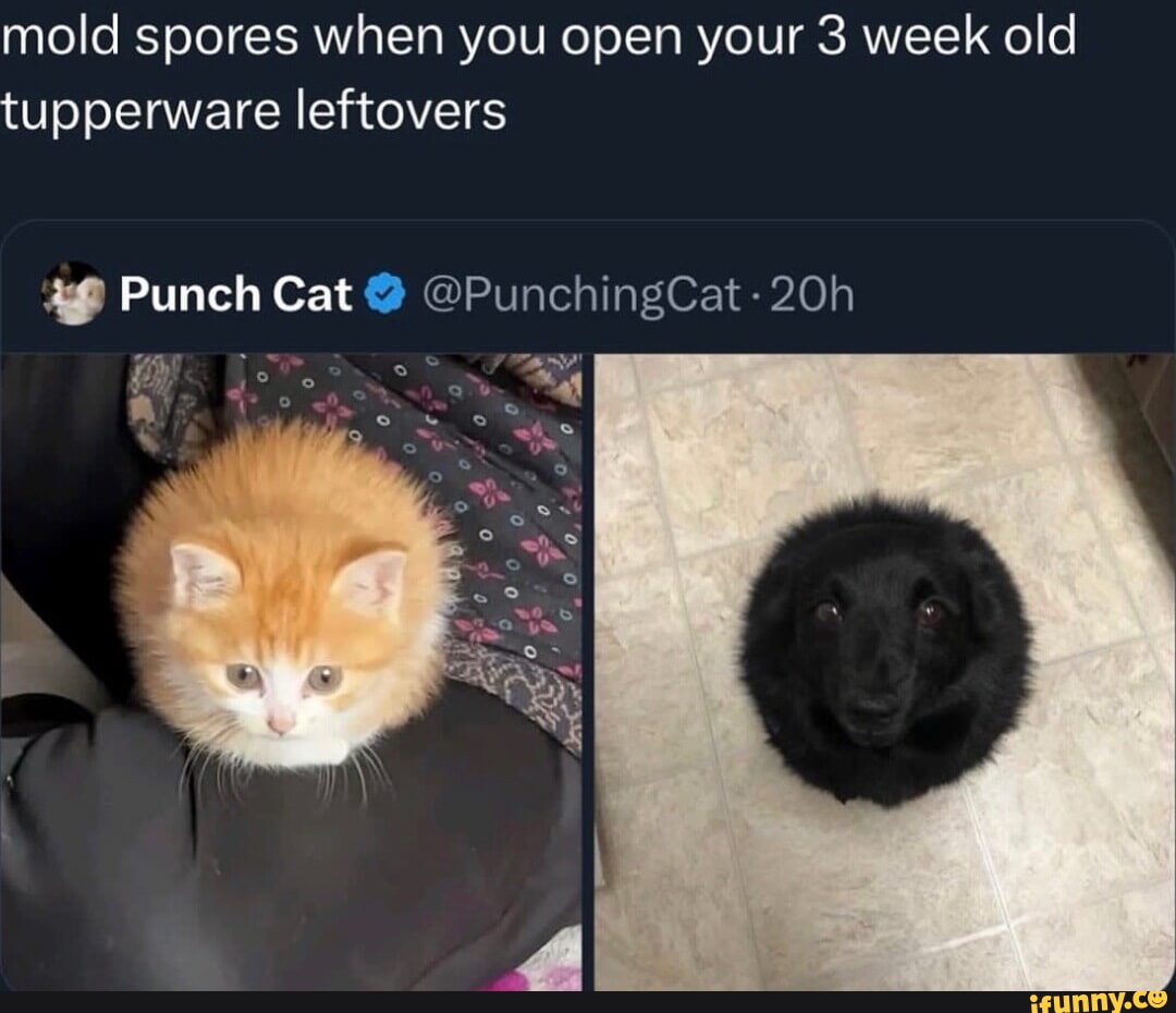 Beeffishstick memes. Best Collection of funny Beeffishstick pictures on ...