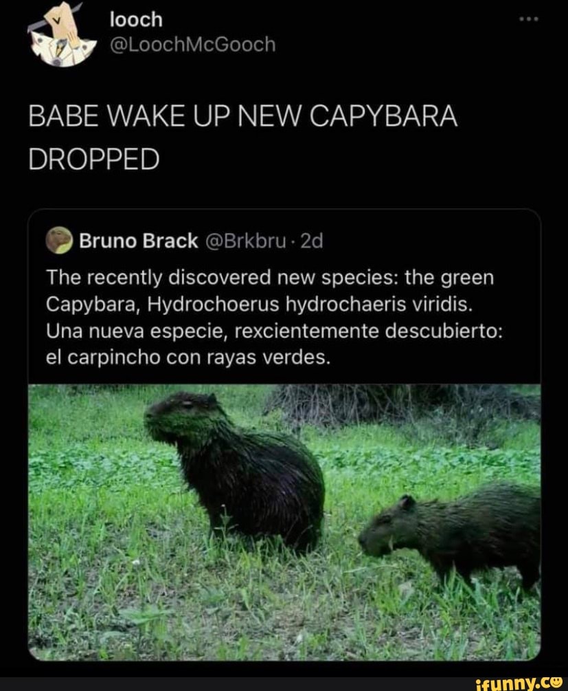 Carpincho memes. Best Collection of funny Carpincho pictures on iFunny