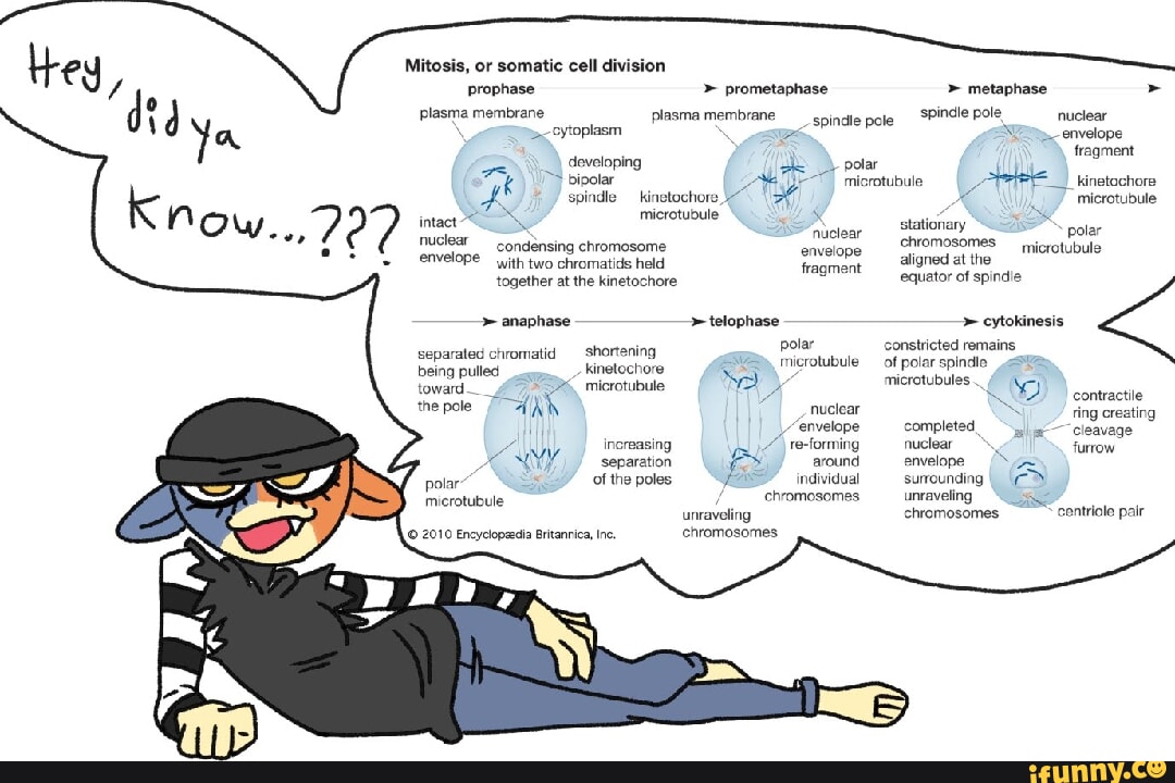 Mitosis memes. Best Collection of funny Mitosis pictures on iFunny