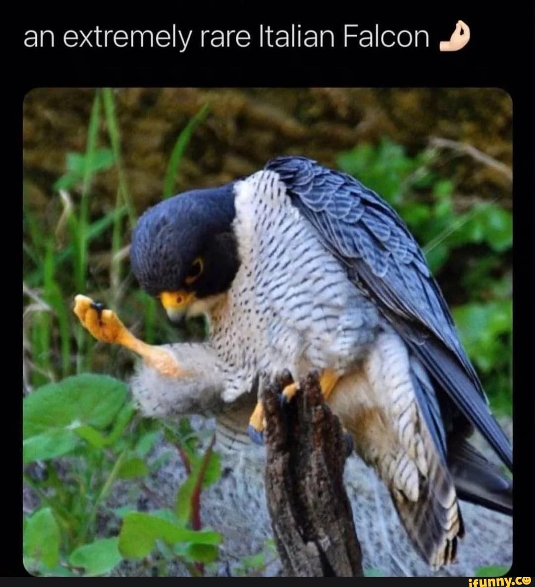 An extremely rare Italian Falcon - iFunny