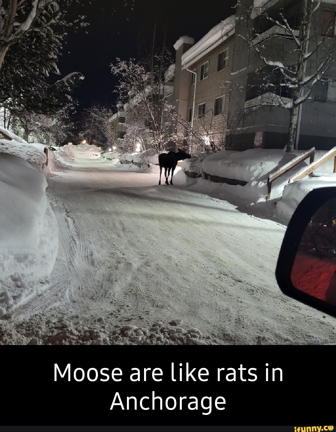 Moose are like rats in Anchorage - iFunny