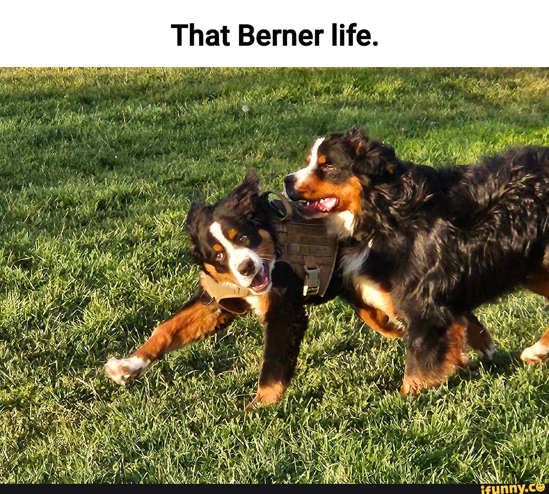 Bernese memes. Best Collection of funny Bernese pictures on iFunny