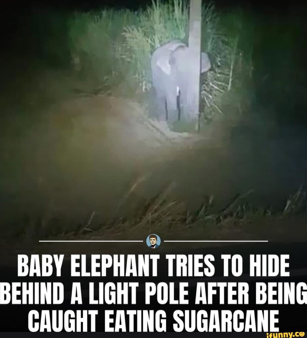BABY ELEPHANT TRIES HIDE BEHIND A LIGHT POLE AFTER BEING CAUGHT EATING ...